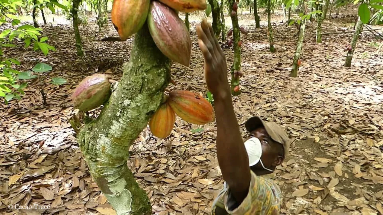 Cacao-Trace es nuestro programa sostenible de abastecimiento de cacao.